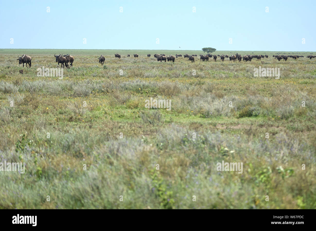 Wildebeest migration in the Ndutu area, Serengeti ecosystem Stock Photo ...
