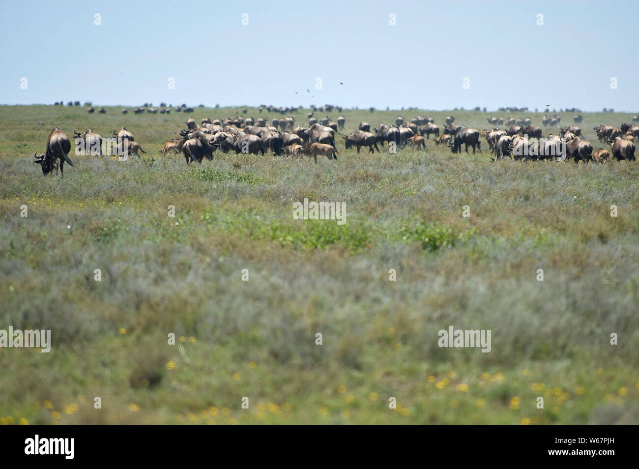 Wildebeest migration in the Ndutu area, Serengeti ecosystem Stock Photo ...