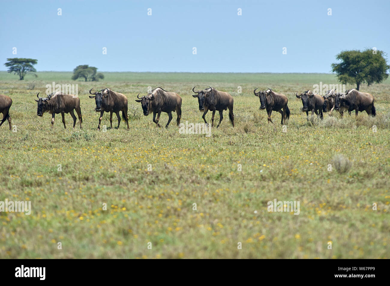 Wildebeest migration in the Ndutu area, Serengeti ecosystem Stock Photo ...