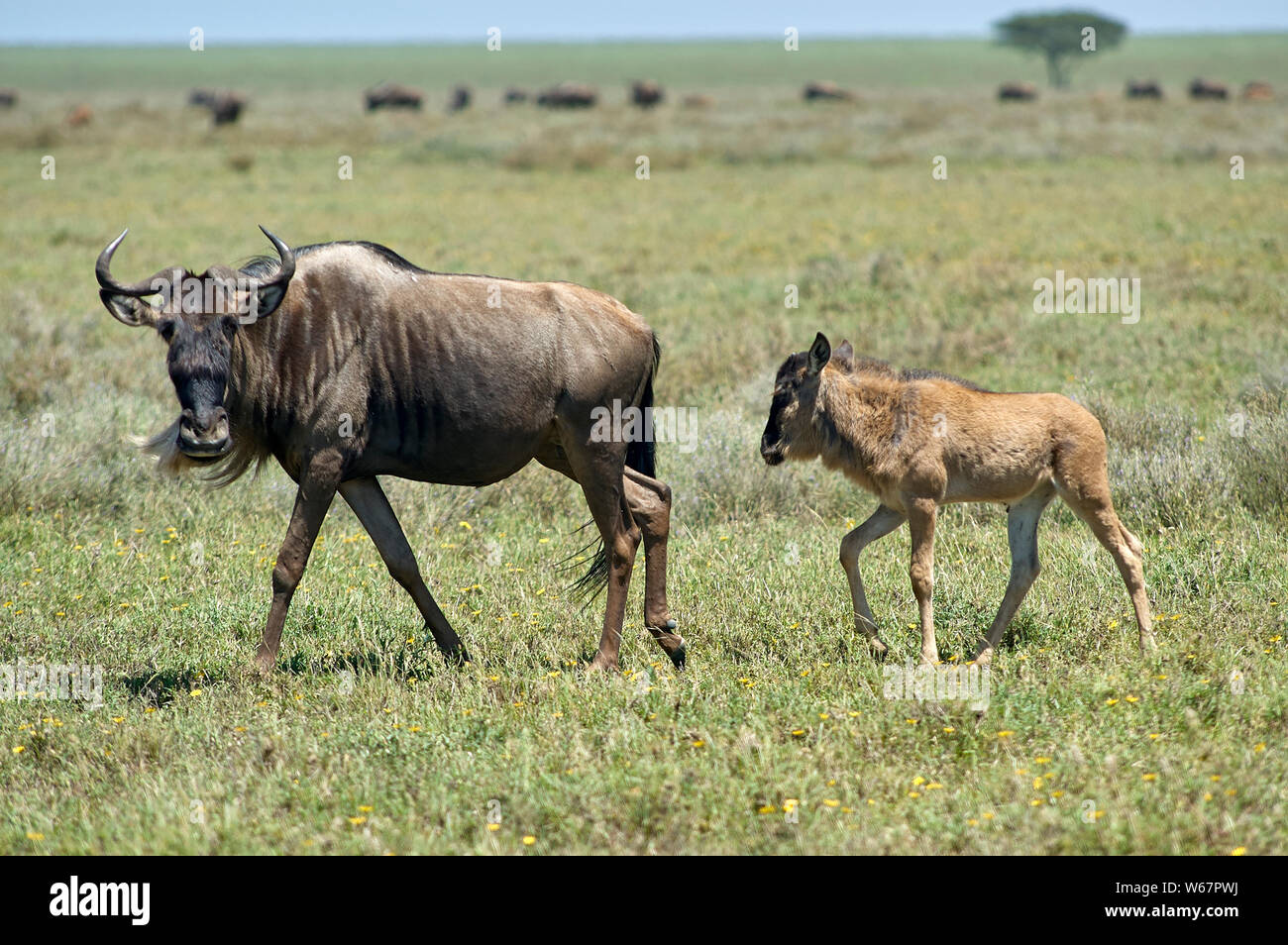 Wildebeest on the migration in the Ndutu area, Serengeti Ecosystem ...