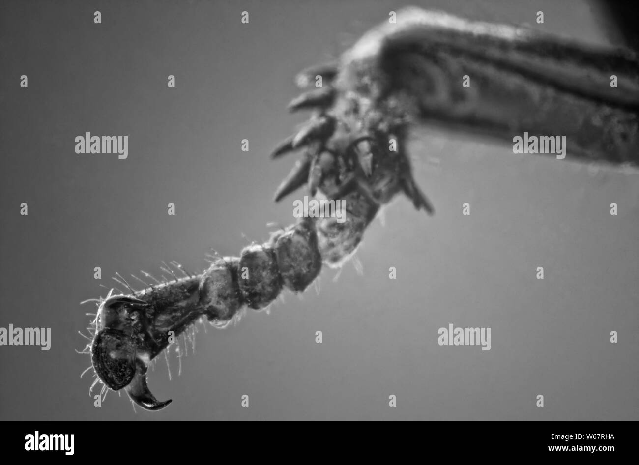 Madagascar insects Black and White Stock Photos & Images - Alamy