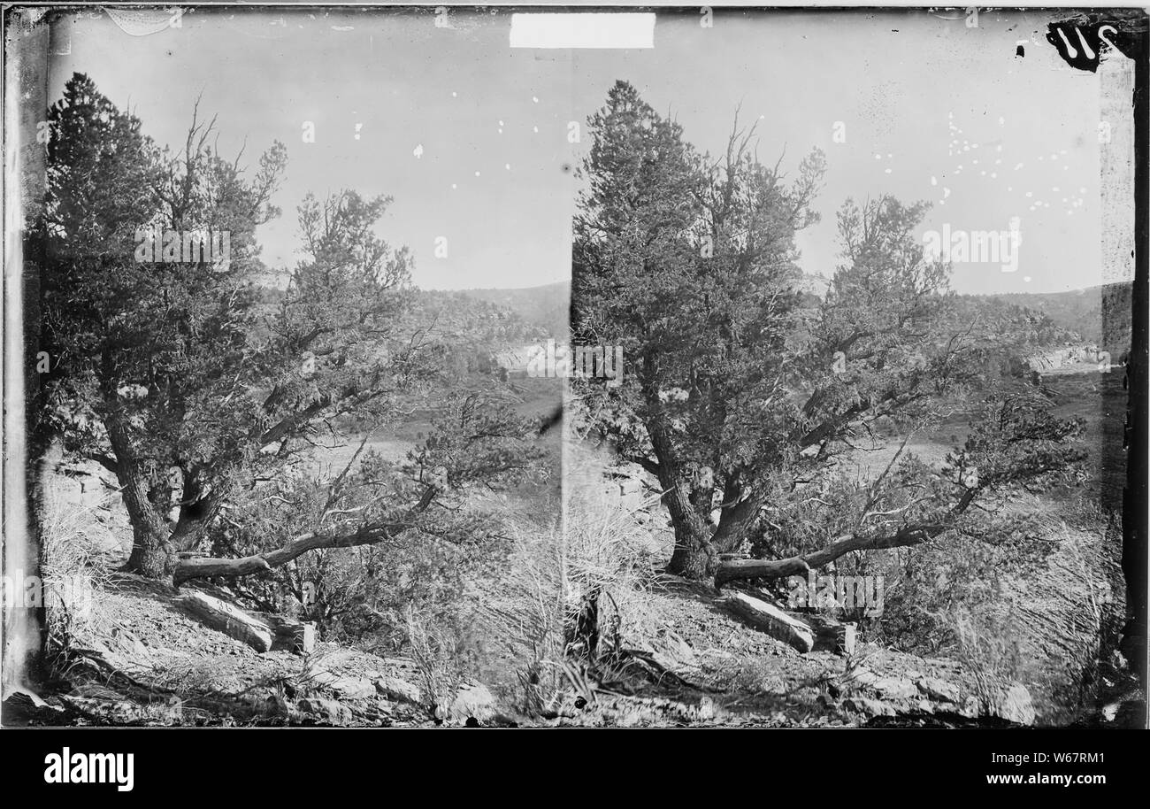 Pinon tree Black and White Stock Photos & Images - Alamy