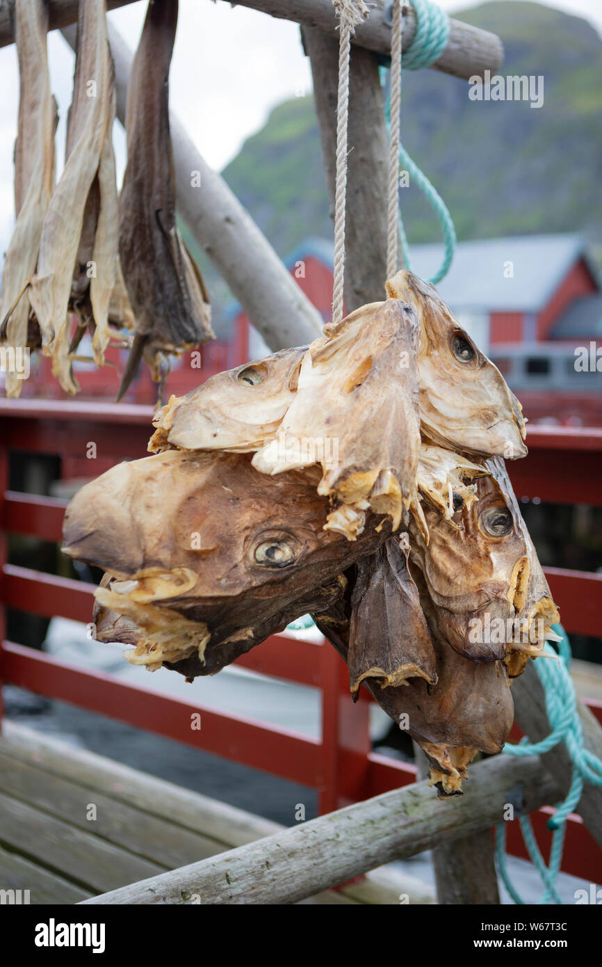 Dried cod in lofoten islands hi-res stock photography and images - Alamy