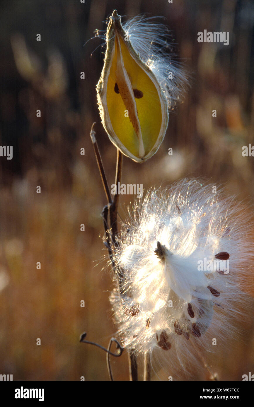 USA. New Hampshire. Close up of dried Common Milkweed plant seed pod ...