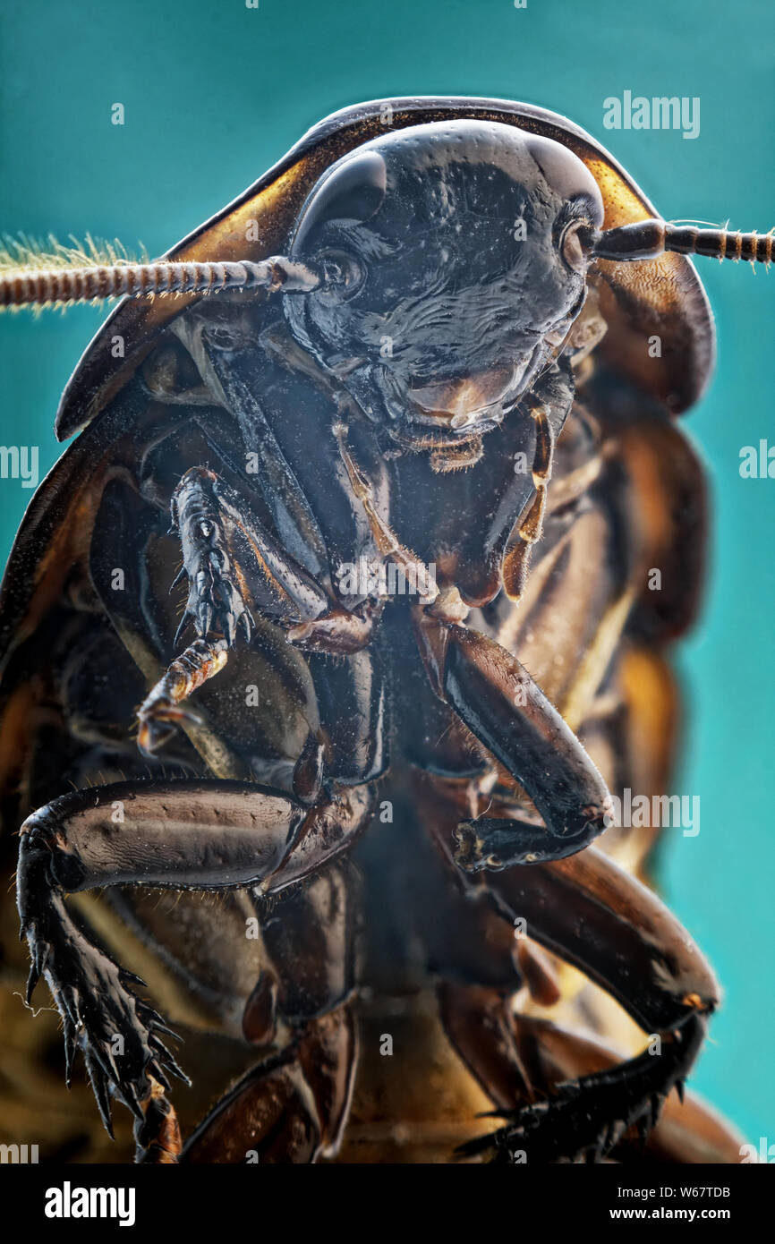 Cockroach insects hi-res stock photography and images - Alamy