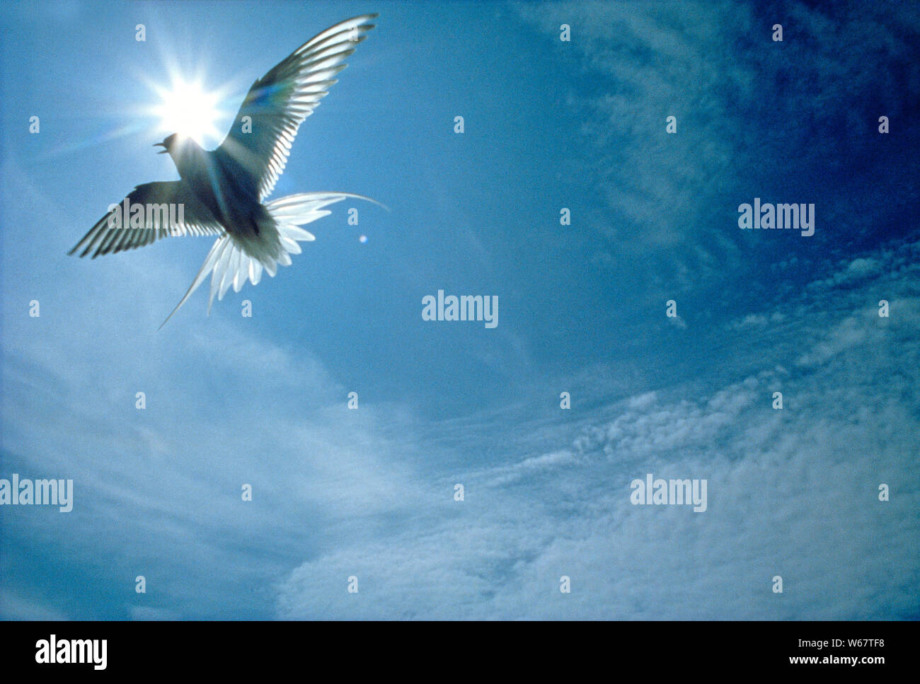 Back view of bird hi-res stock photography and images - Alamy