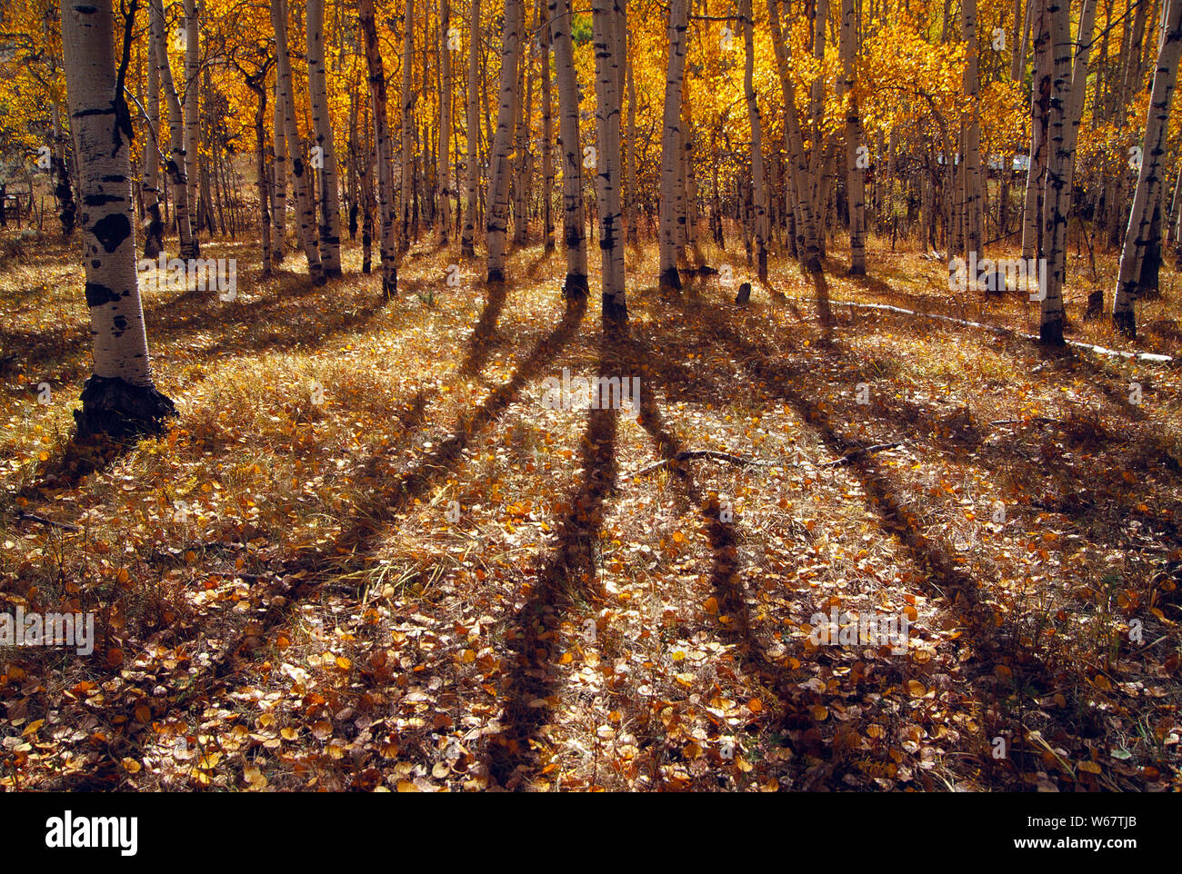 Mature aspen trees hi-res stock photography and images - Alamy