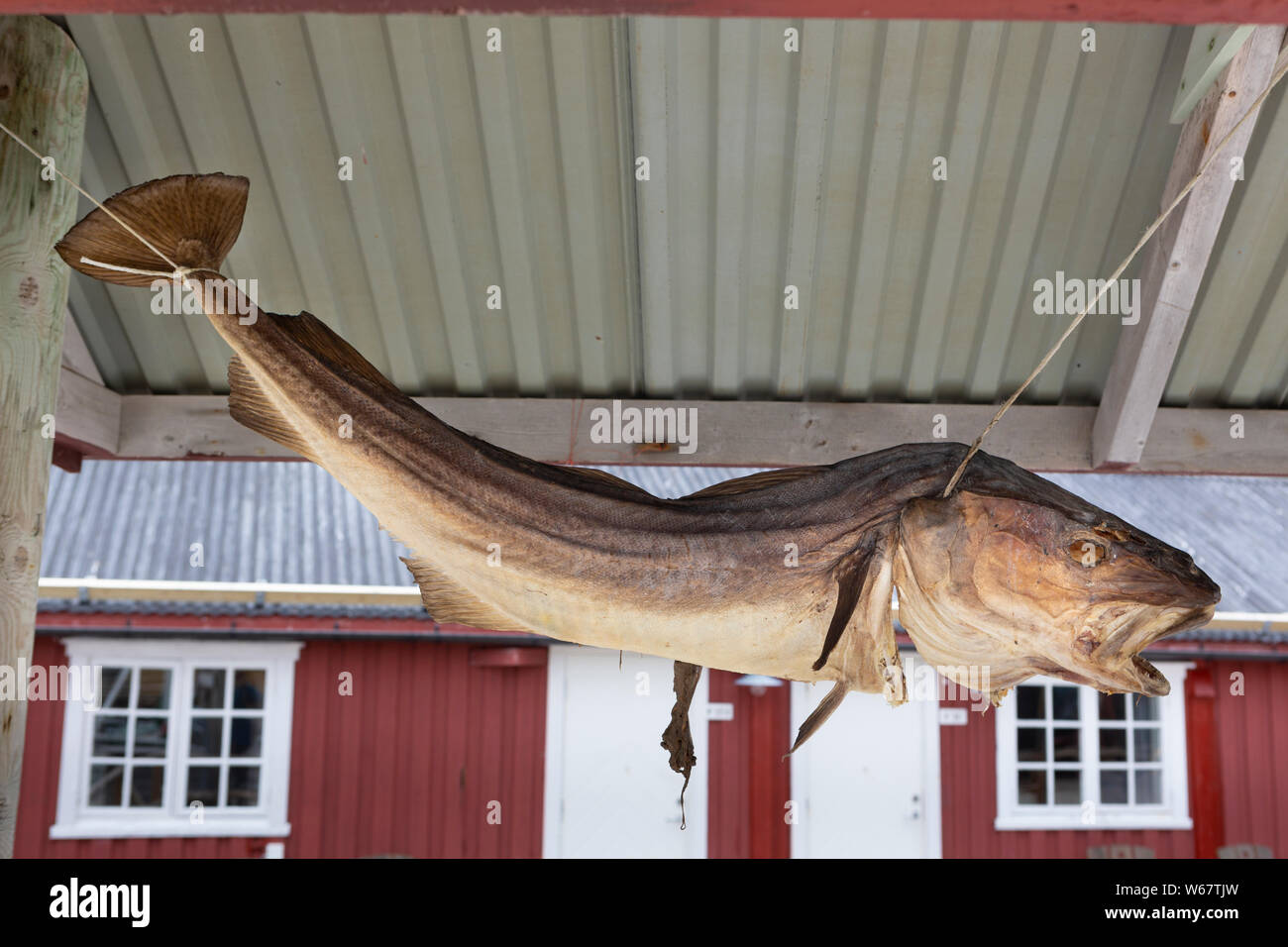 Stockfish (dried cod) hanging on a rack. Found in Nusfjord, Lofoten ...