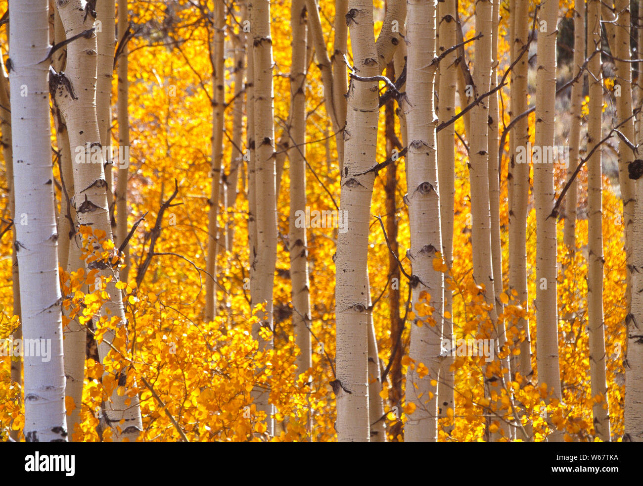 Mature aspen trees hi-res stock photography and images - Alamy