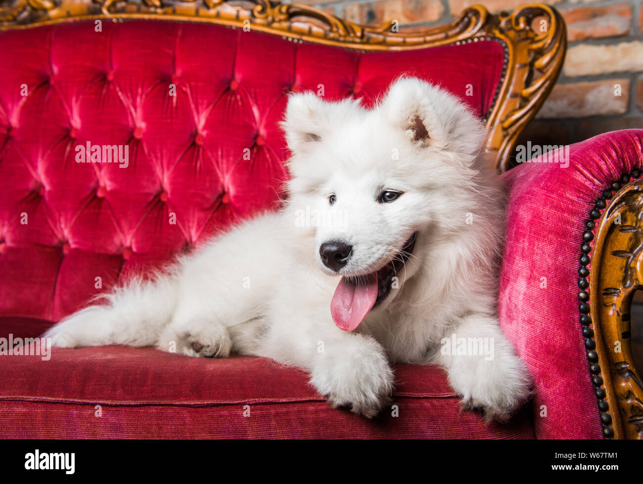 Samoyed dog puppy on the red luxury couch Stock Photo - Alamy