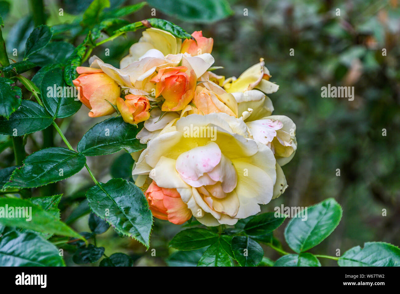 roses, garden in Hamburg, Germany Stock Photo - Alamy