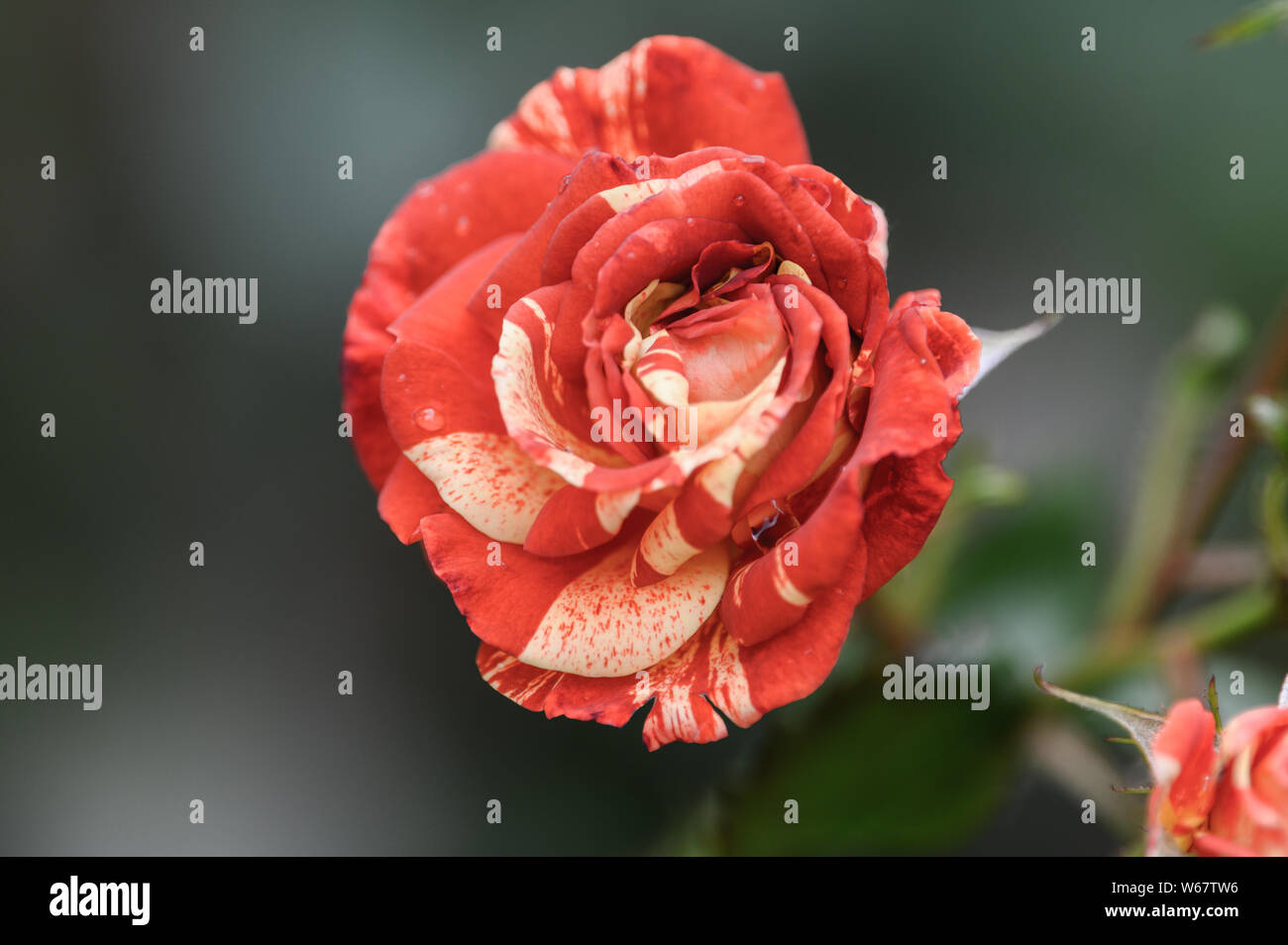 Garden red roses hi-res stock photography and images - Alamy