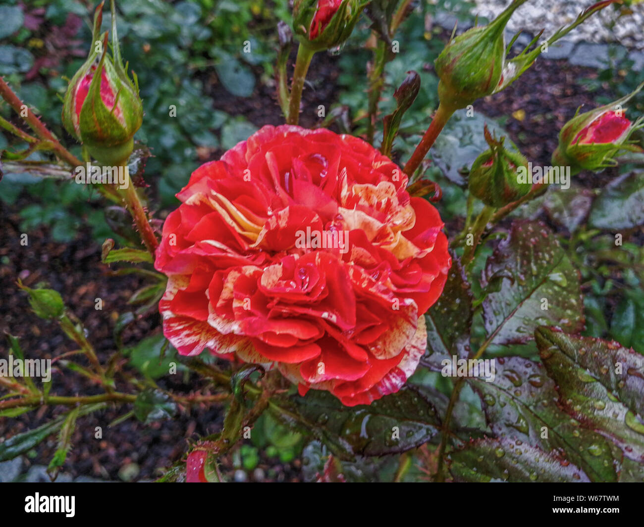 Garden roses hi-res stock photography and images - Alamy