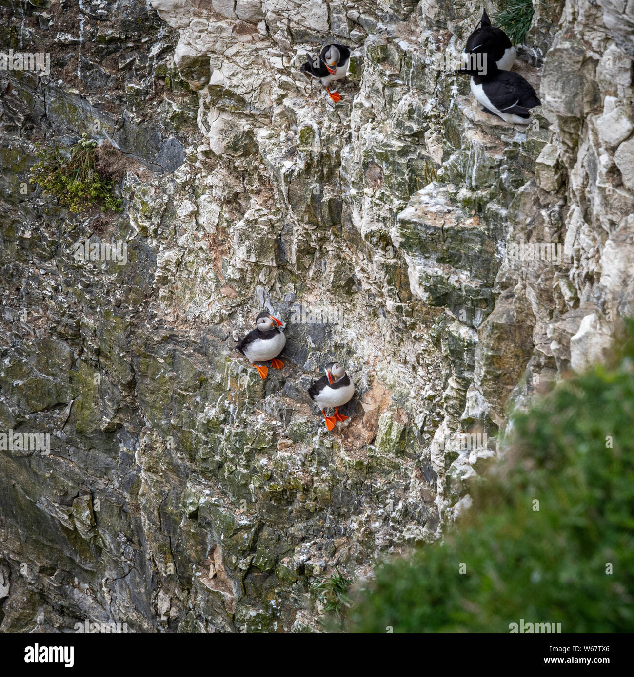 Puffins on cliffs at Flamborough Nature Reserve, UK Stock Photo - Alamy