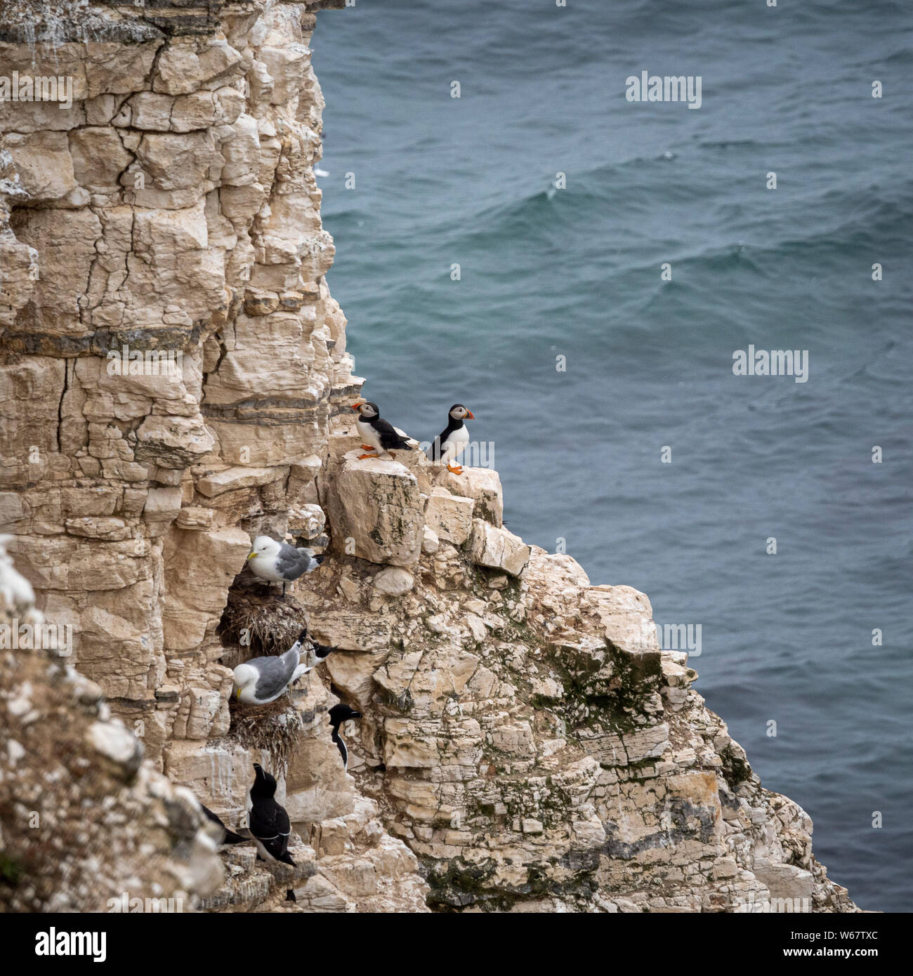 Puffins on cliffs at Flamborough Nature Reserve, UK Stock Photo - Alamy