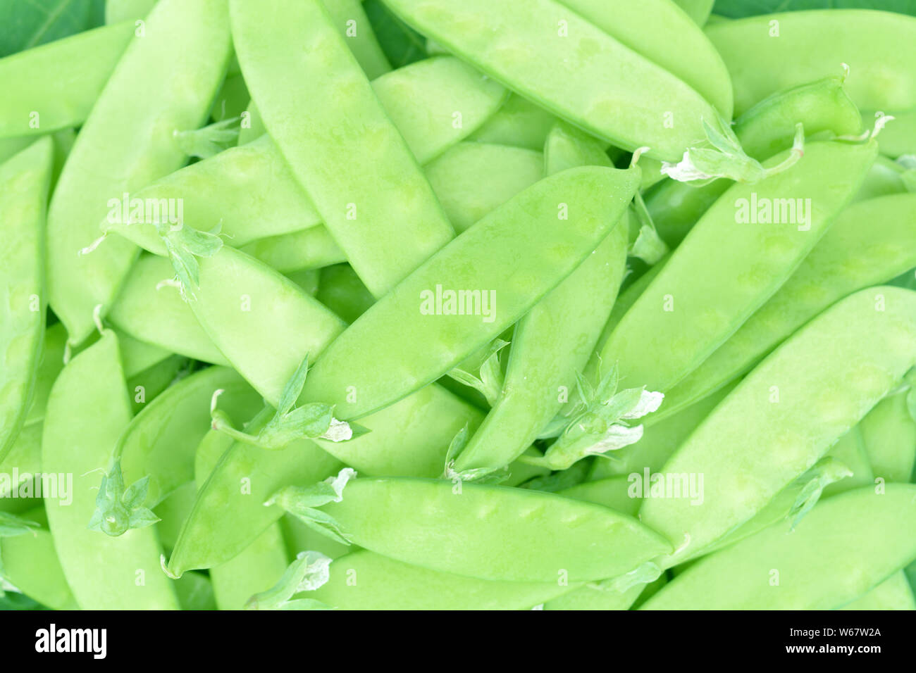 Organic Sugar pea pods (Pisum sativum) for background uses Stock Photo ...
