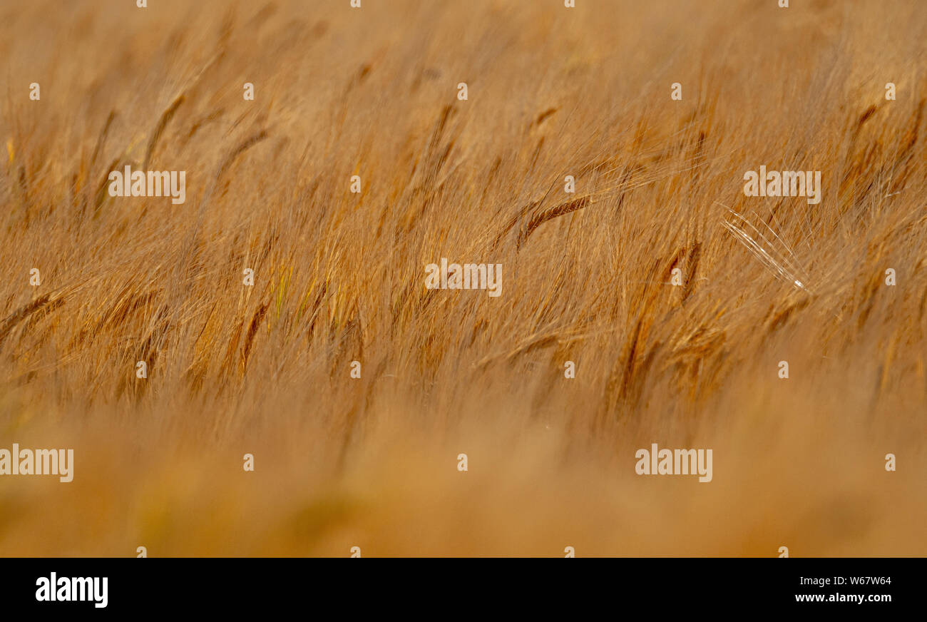 Abstract photo of field of golden barley wheat Stock Photo - Alamy