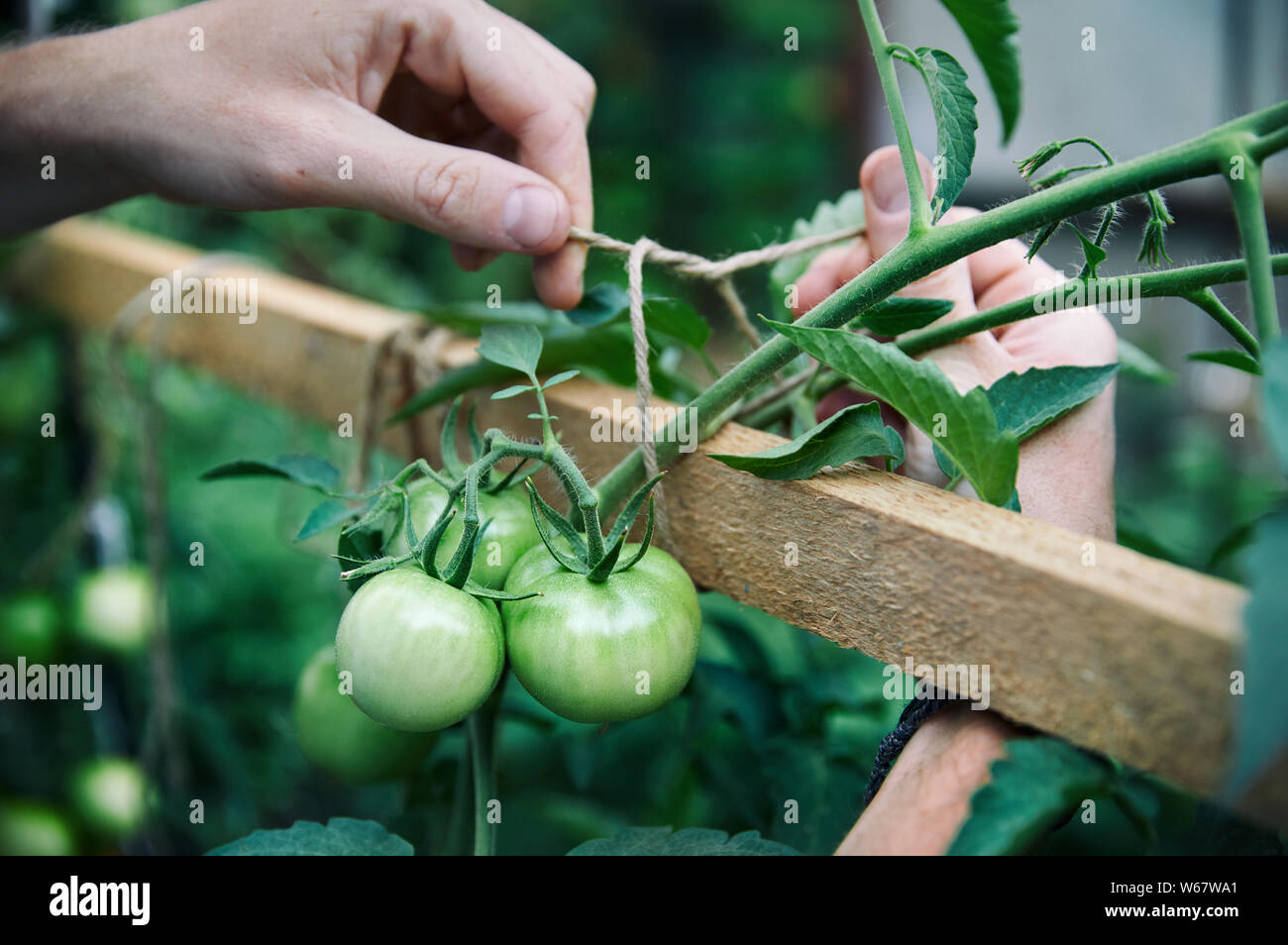 Farmer tying up by rope green tomatoes in his greenhouse close up shot ...