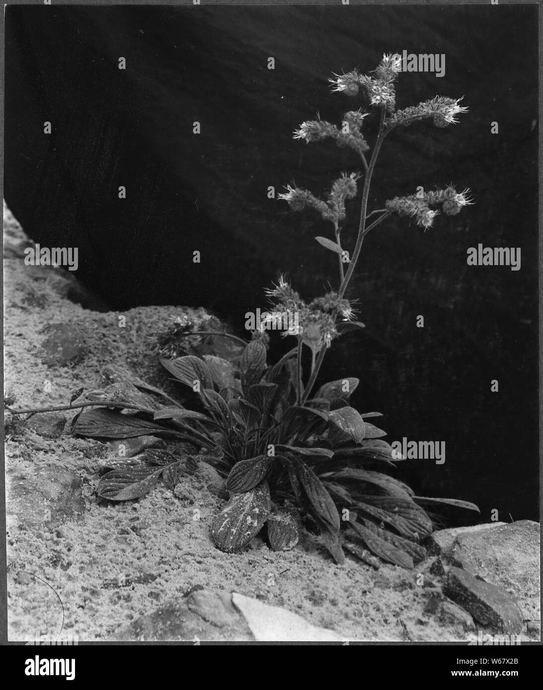 Phacelia heterophylla Pursh. Common name Phacelia. A common flower of ...