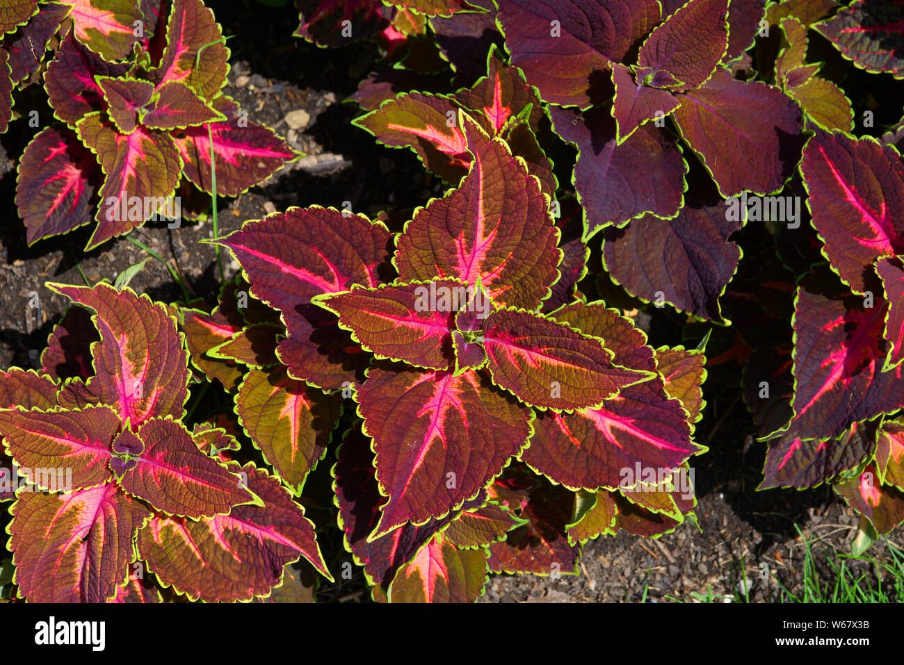 flowers and leaves of all colours Stock Photo - Alamy