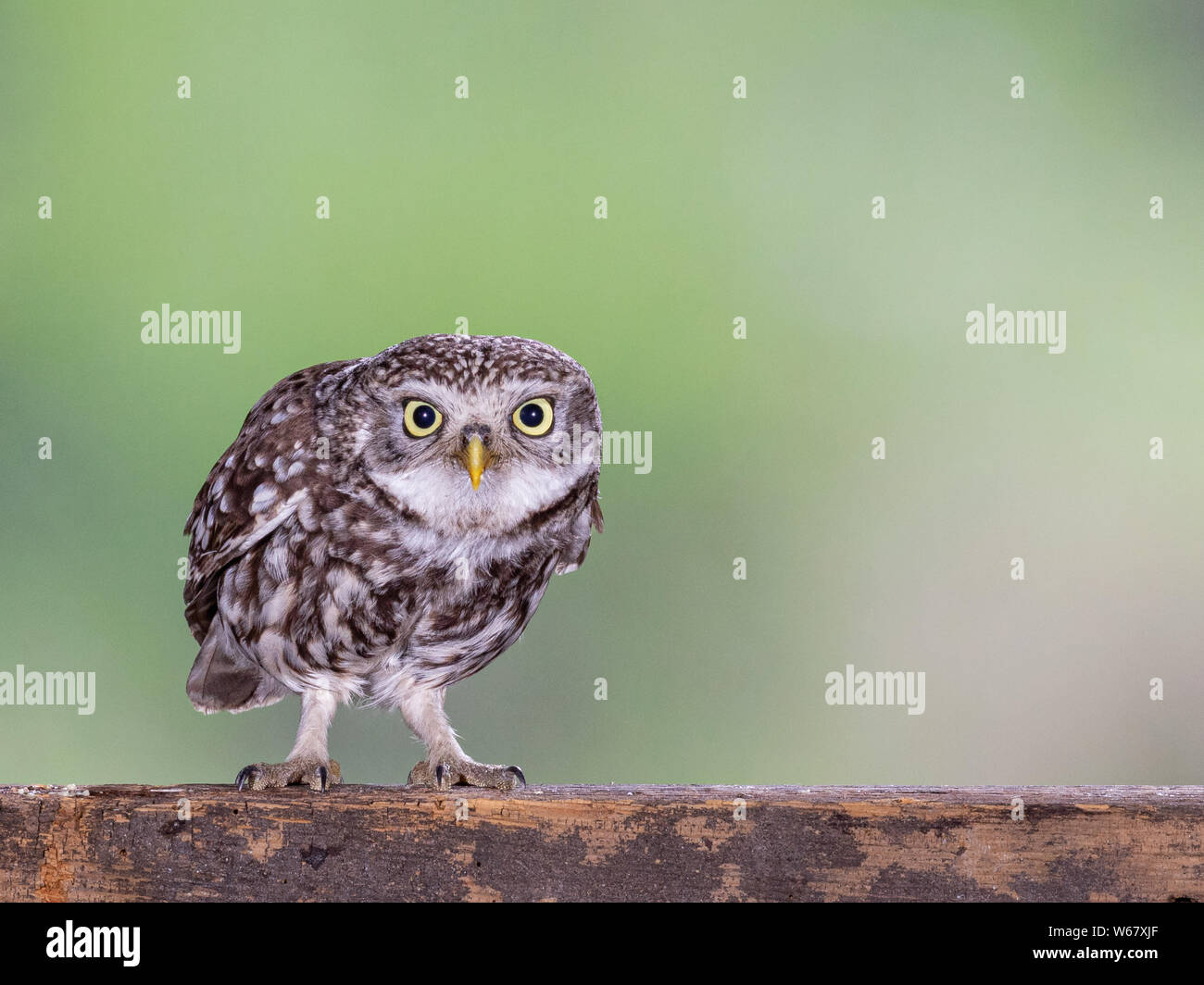 Hunched bird hi-res stock photography and images - Alamy