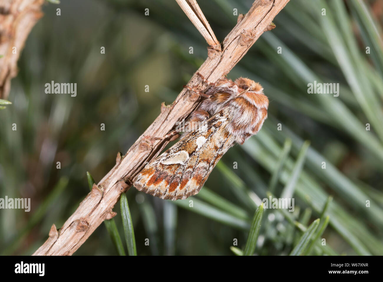 Butterfly pin hi-res stock photography and images - Alamy