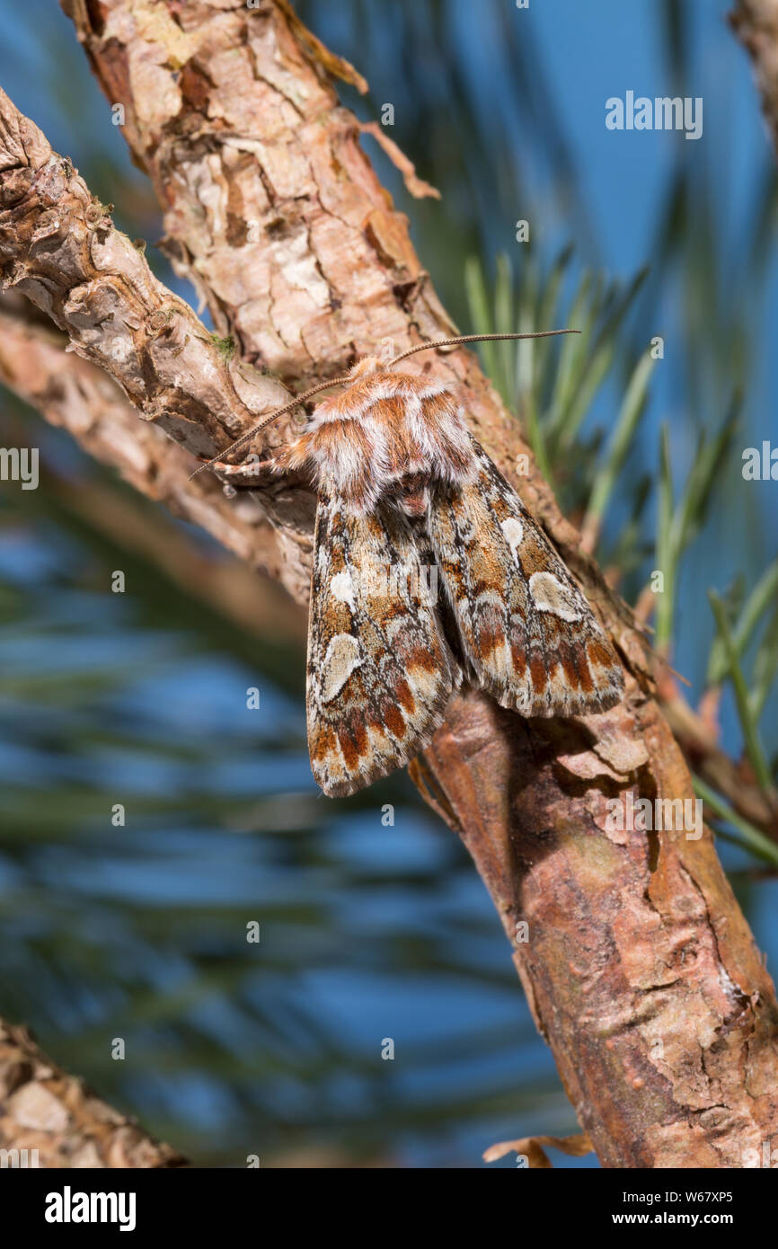 Butterfly pin hi-res stock photography and images - Alamy