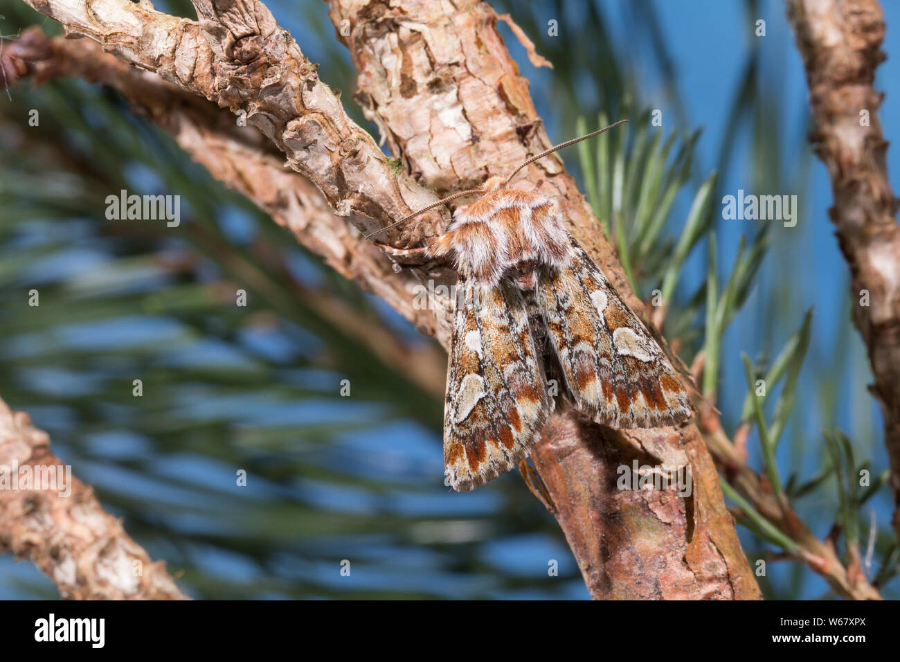 Butterfly pin hi-res stock photography and images - Alamy