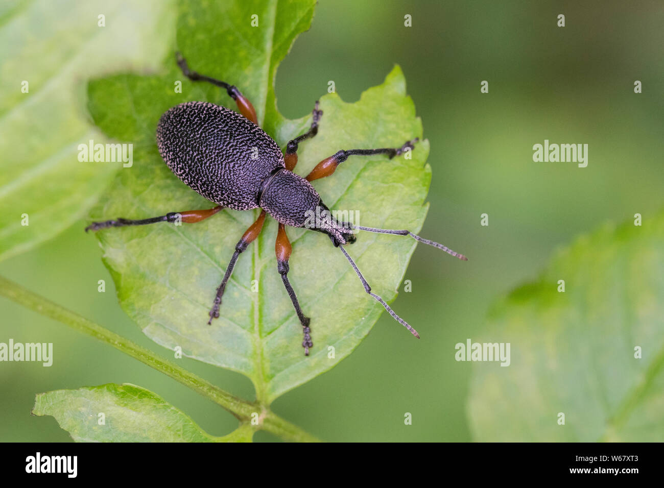Cardiniger hi-res stock photography and images - Alamy