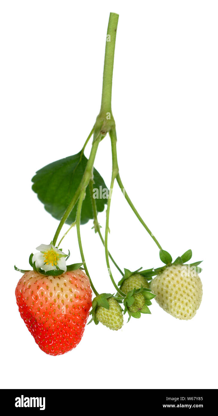 ripe and young strawberry with flower on vine isolated on white Stock ...