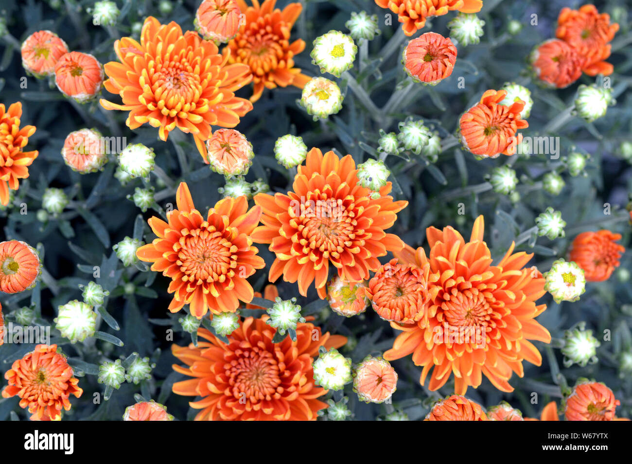 top view orange mum flowers for background uses Stock Photo - Alamy