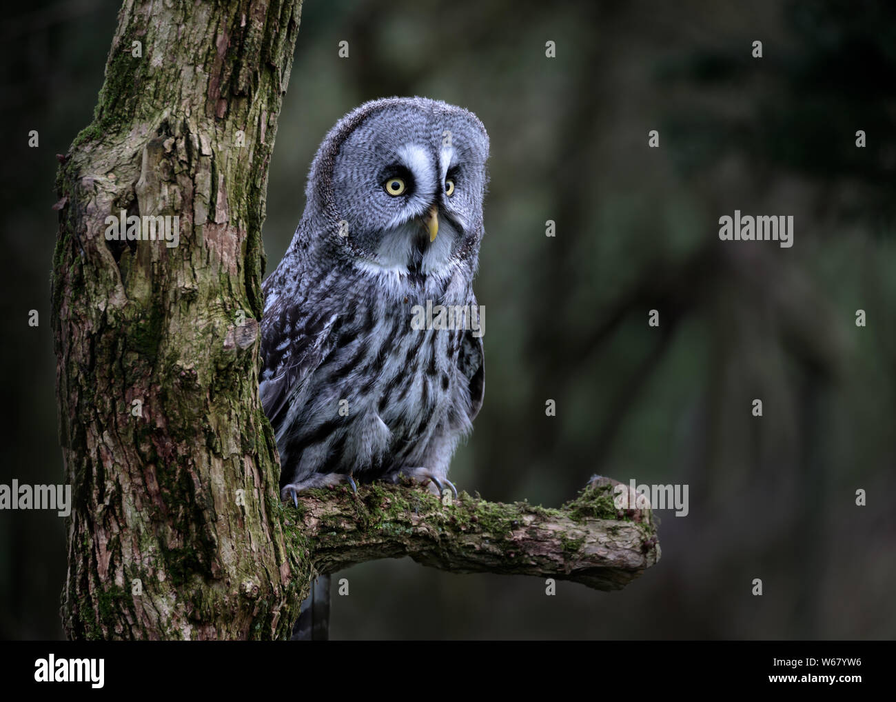 Great Grey Owl in Tree Stock Photo - Alamy