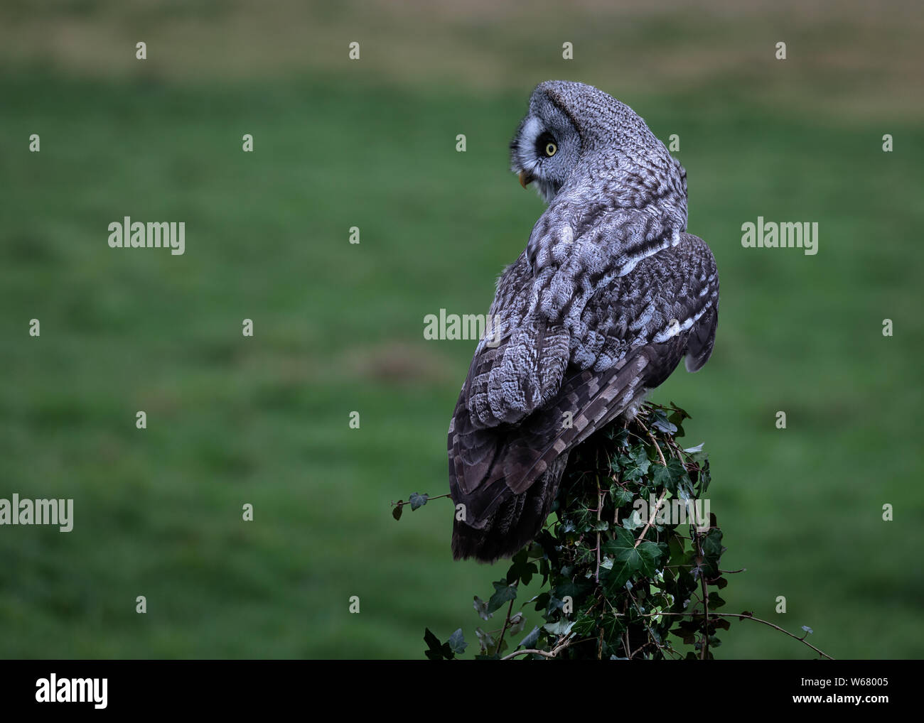 Great Grey Owl Looking Back Stock Photo - Alamy