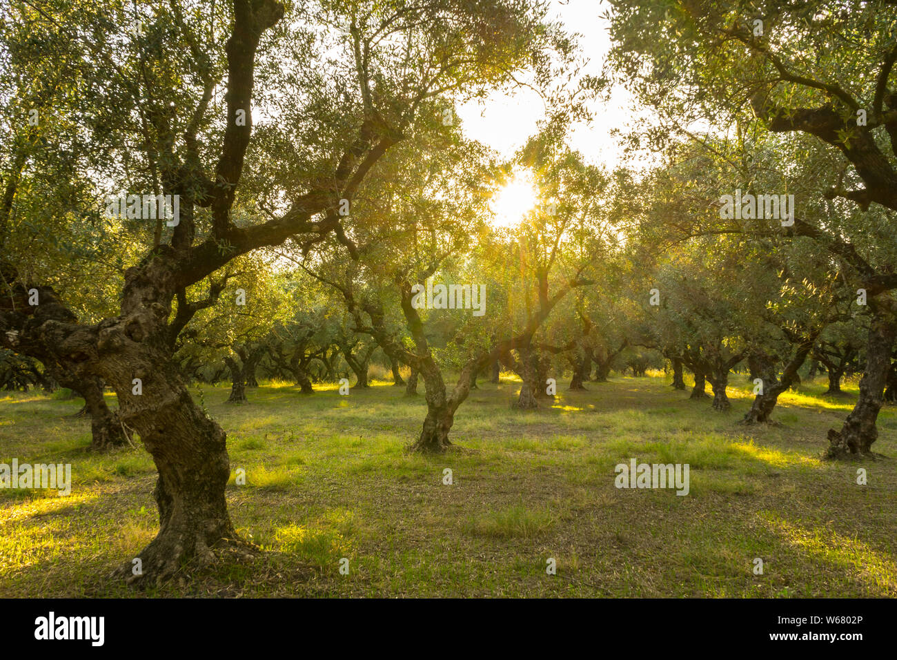 Oliver grove hi-res stock photography and images - Alamy