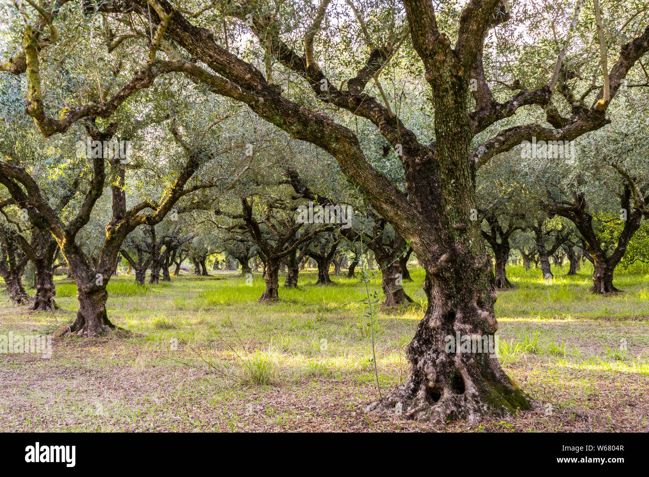 Oliver grove hi-res stock photography and images - Alamy