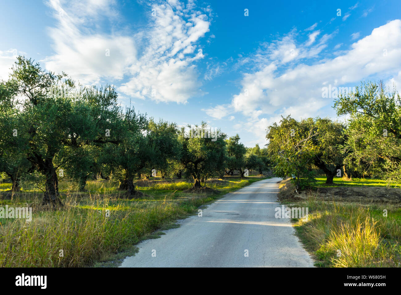 Greece, Zakynthos, Road between ancient olive tree forest and blue sky ...