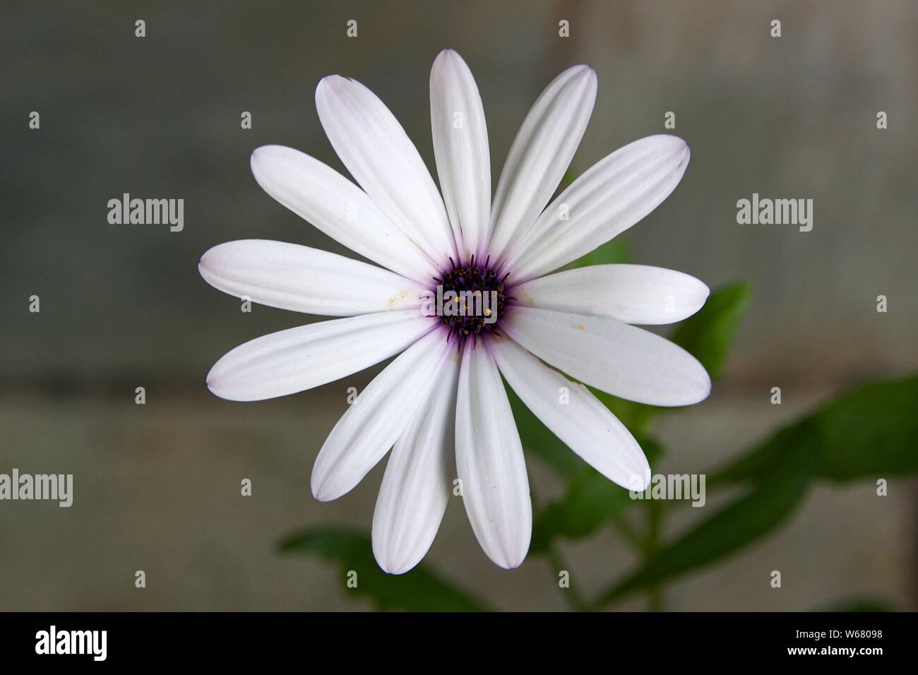 Daisy stamens hi-res stock photography and images - Alamy