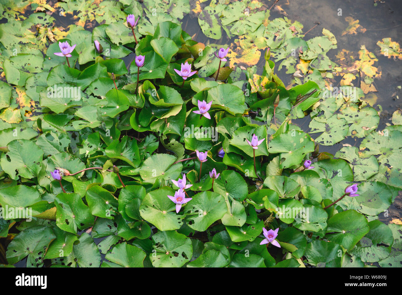 Swamp plant with flowers hi-res stock photography and images - Alamy