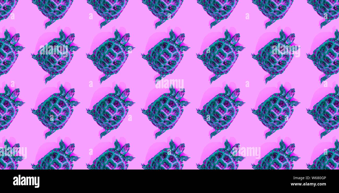 Turtle on duotone background trend flat lay concept with fashionable ...