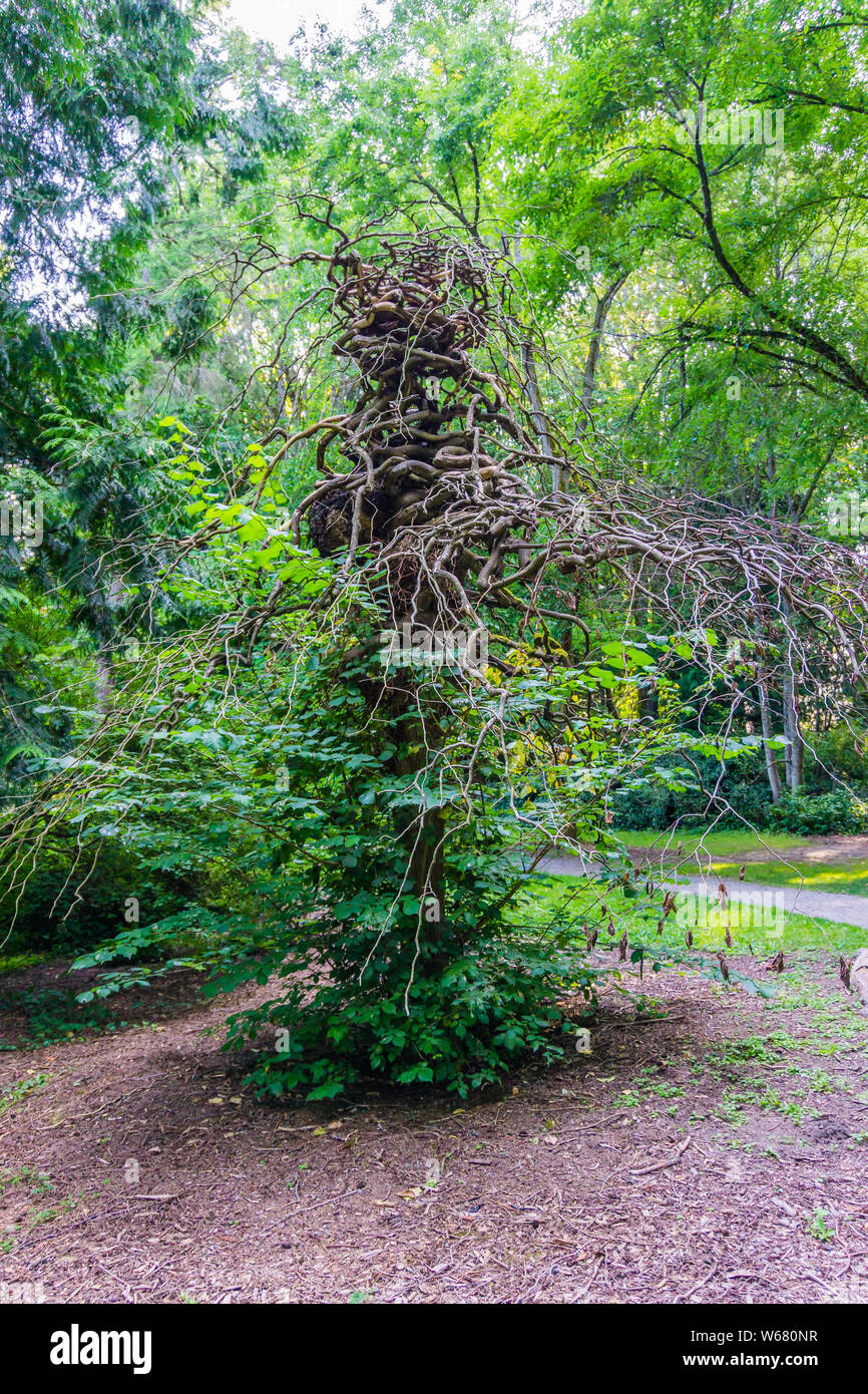 Gnarly tree hi-res stock photography and images - Alamy