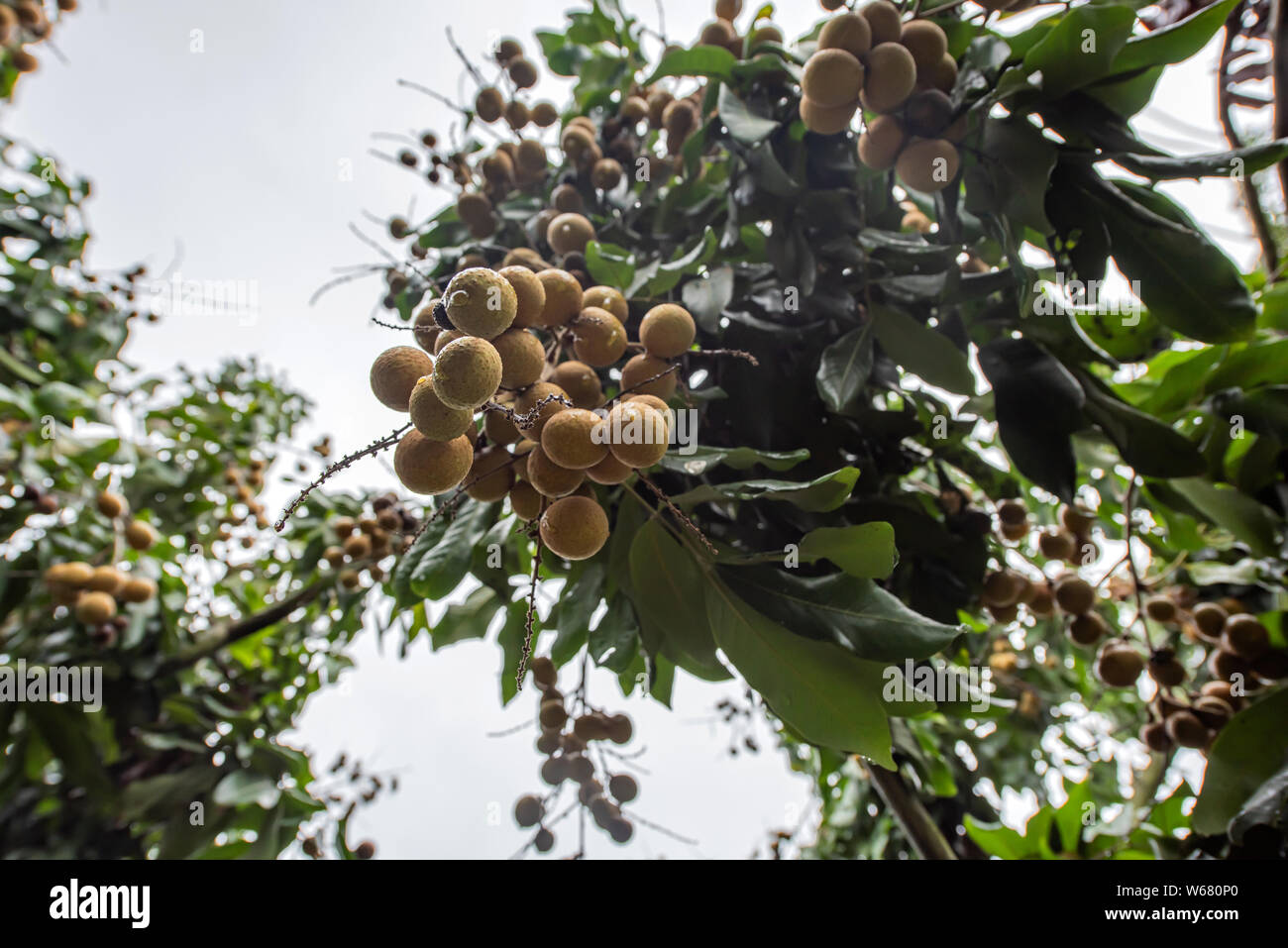 Longan fruitful tree in the garden ready for harvesting in rainy season ...