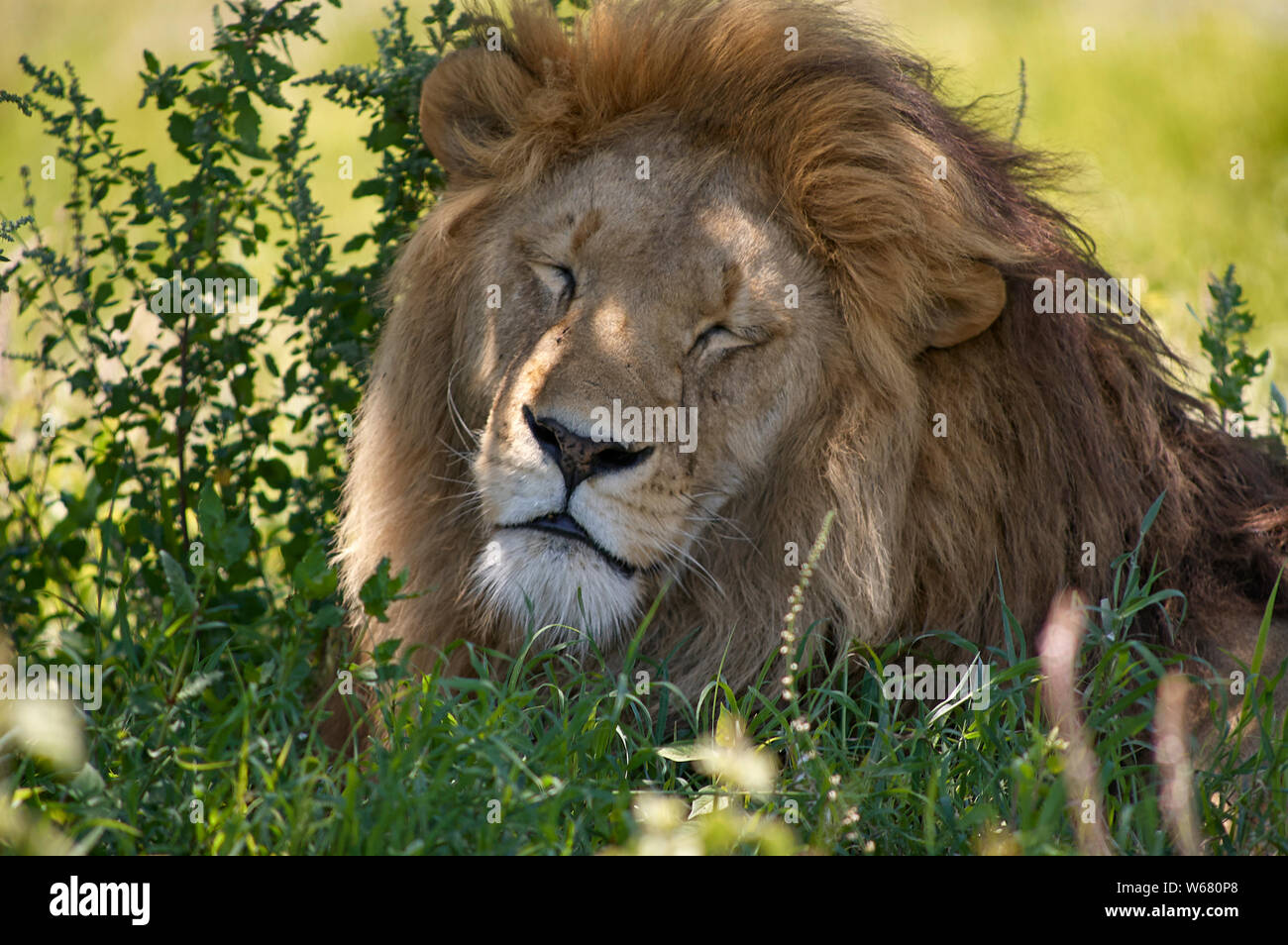 Lion, dozing away Stock Photo - Alamy