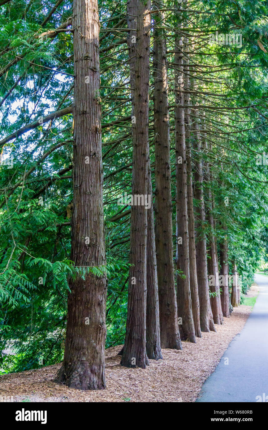 Trees line a walkway at the Seattle Arboretum Stock Photo - Alamy