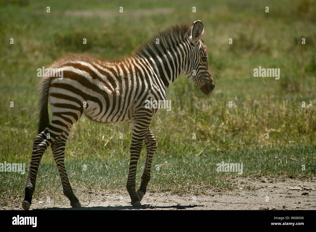 Zebra calf walking the Ndutu planes Stock Photo - Alamy