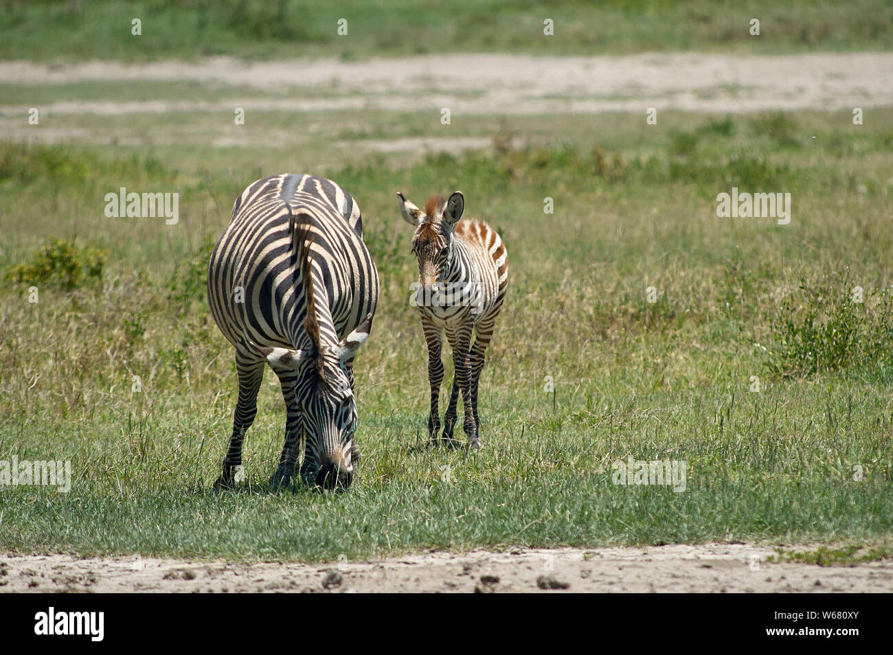 Zebra calves hi-res stock photography and images - Alamy