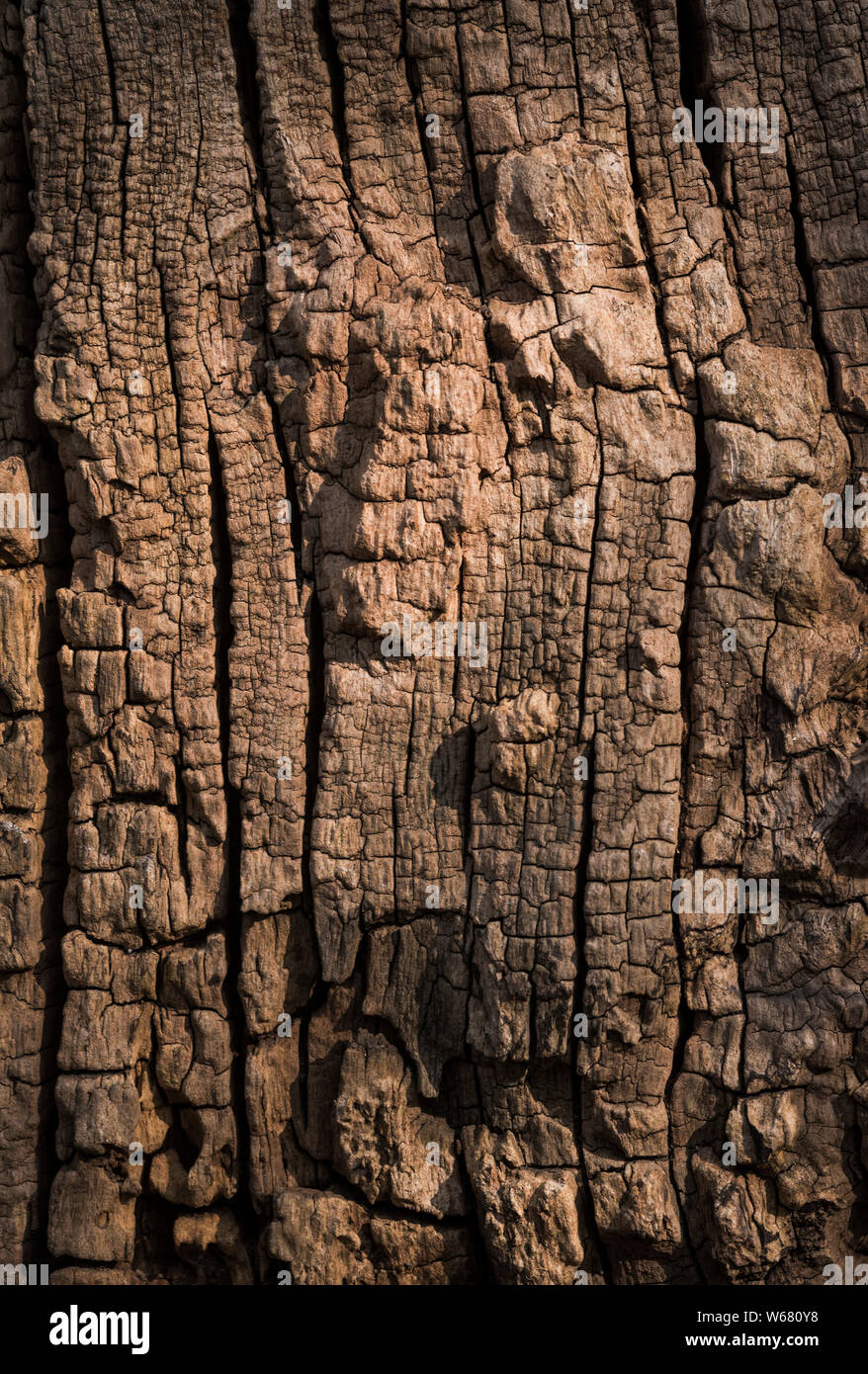 Split cracked tactile trunk hi-res stock photography and images - Alamy