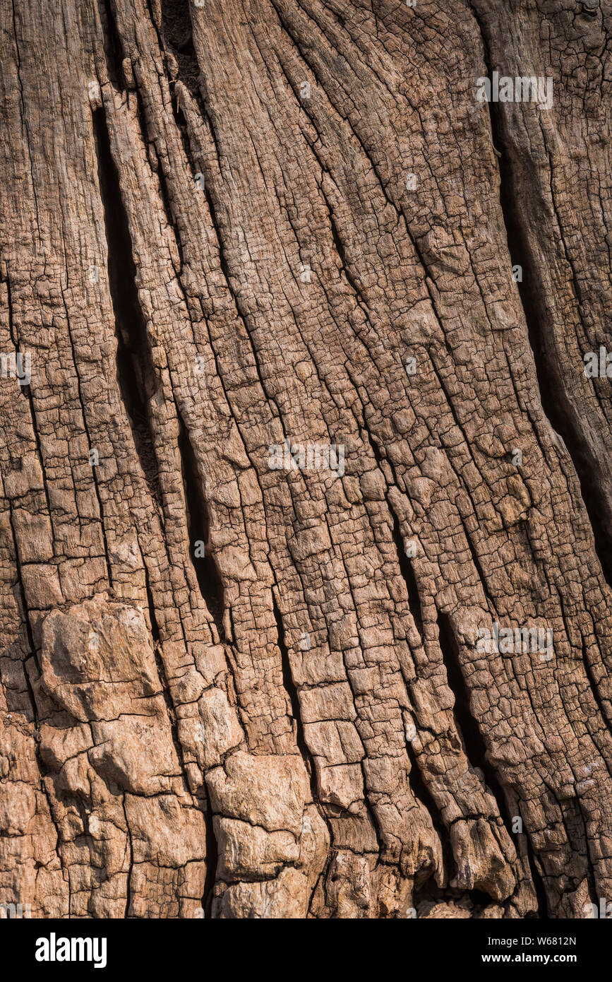 Split cracked tactile trunk hi-res stock photography and images - Alamy