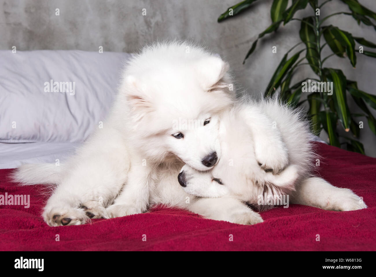 Two samoyed dogs puppies are playing in the bed Stock Photo - Alamy