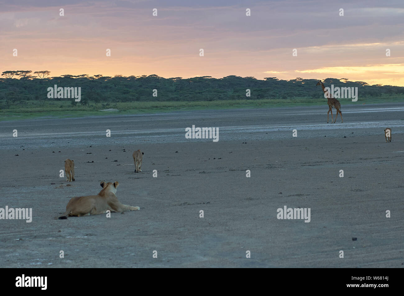 Lion hunt giraffe hi-res stock photography and images - Alamy