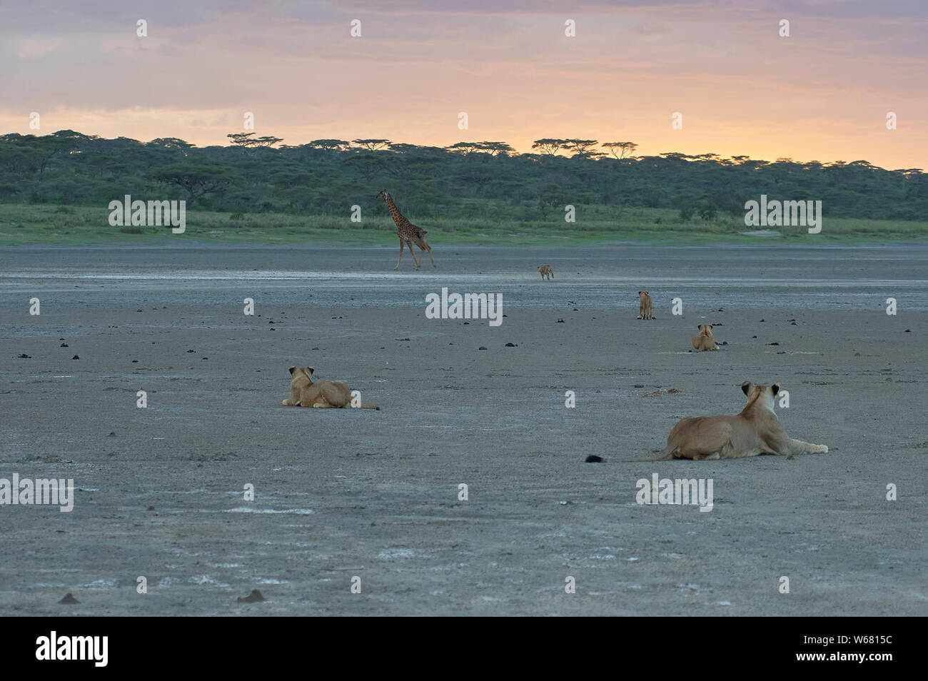 Lion hunting giraffe hi-res stock photography and images - Alamy